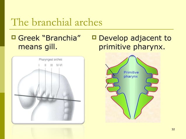 Developmentof branchial arches 23 0ct 2011 | PPT