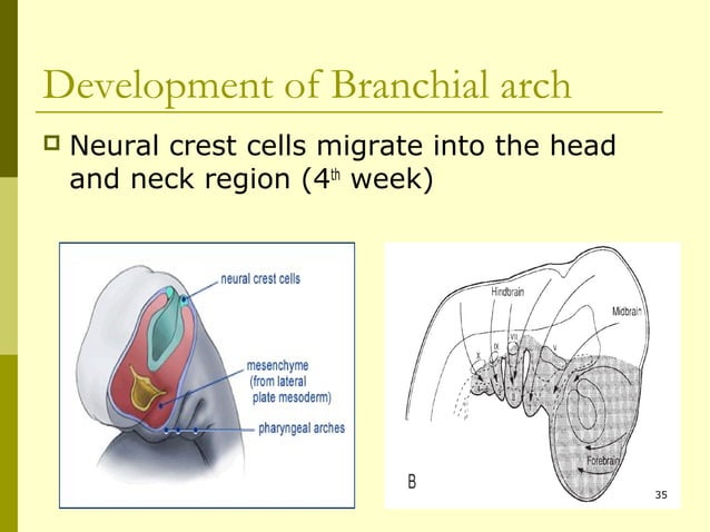 Developmentof branchial arches 23 0ct 2011 | PPT