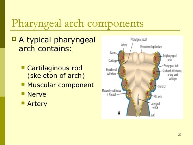 Components Of Pharyngeal Arches - Design Talk