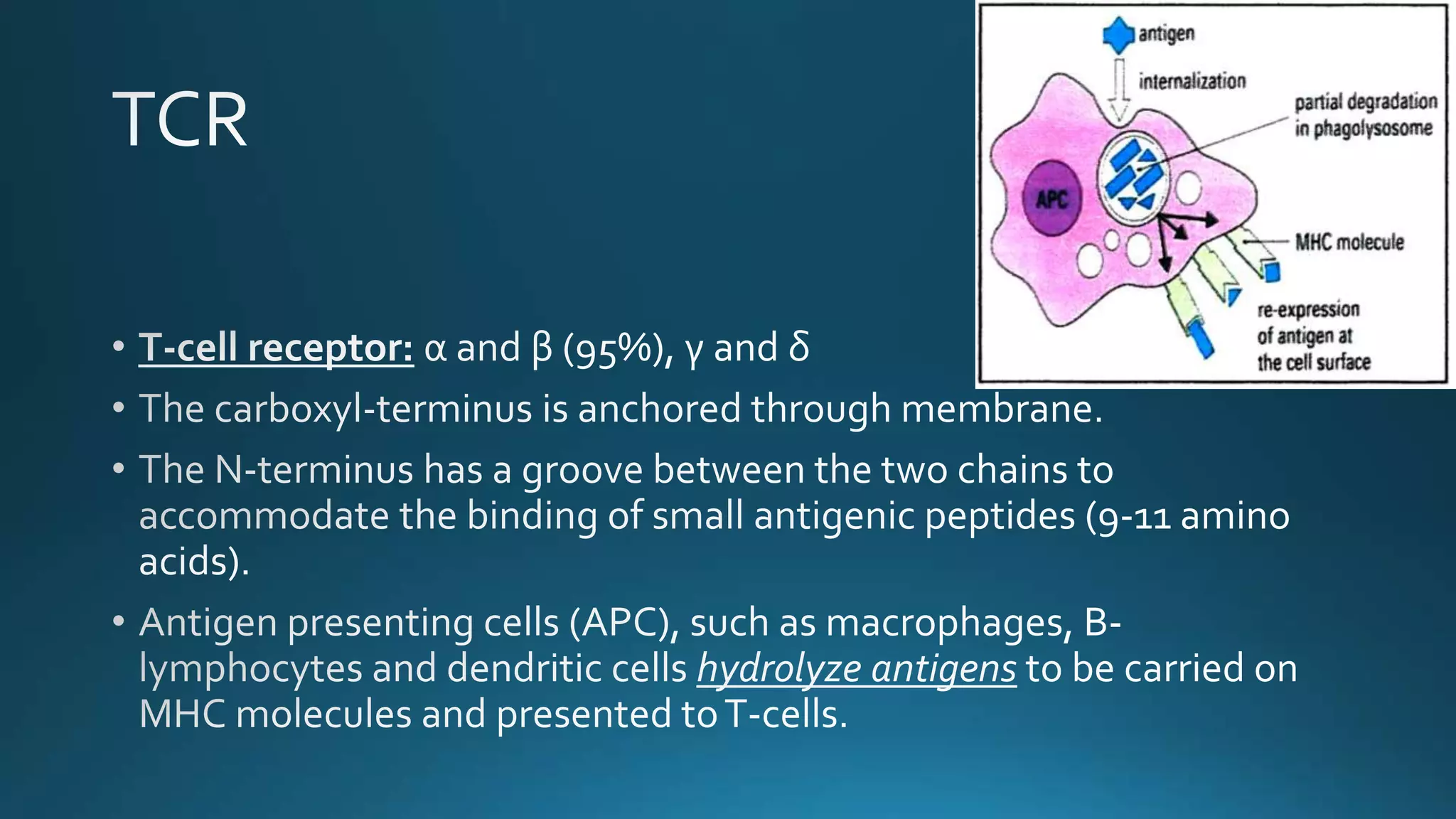 Development Of B And T Cells Ppt