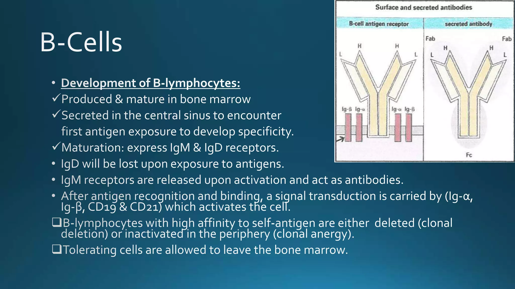 Development Of B And T Cells Ppt