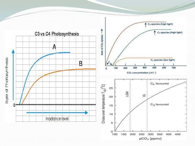 Development of c4 rice | PPTX | Agriculture | Industries