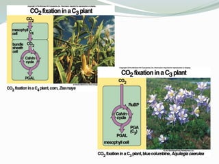 Development of c4 rice | PPTX | Agriculture | Industries