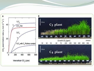 Development of c4 rice | PPTX | Agriculture | Industries