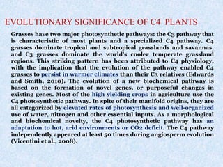 Development of c4 rice | PPTX | Agriculture | Industries
