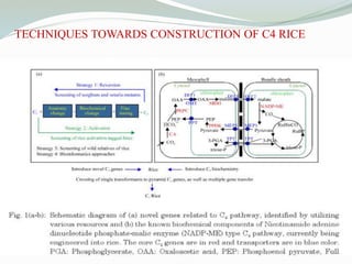 Development of c4 rice | PPTX | Agriculture | Industries