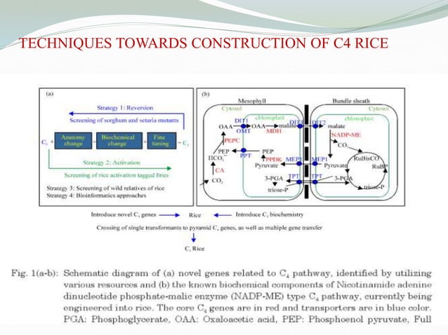 Development of c4 rice | PPTX | Agriculture | Industries