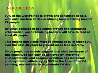 Development of c4 rice | PPTX | Agriculture | Industries