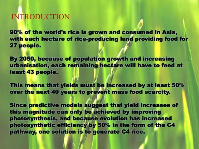 Development of c4 rice | PPTX | Agriculture | Industries