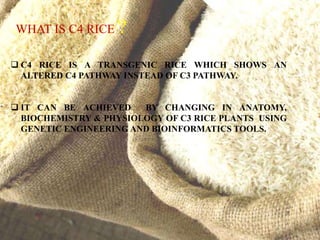 Development of c4 rice | PPTX | Agriculture | Industries