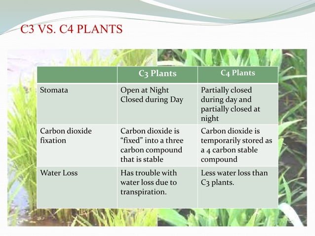 Development of c4 rice | PPTX | Agriculture | Industries