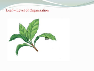 Development of c4 rice | PPTX | Agriculture | Industries