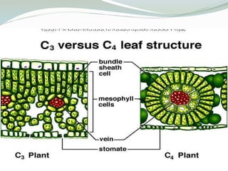 Development of c4 rice | PPTX | Agriculture | Industries