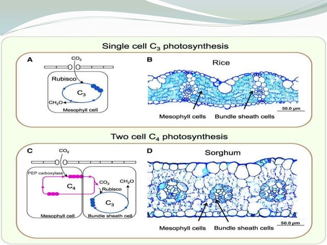 Development of c4 rice | PPTX | Agriculture | Industries