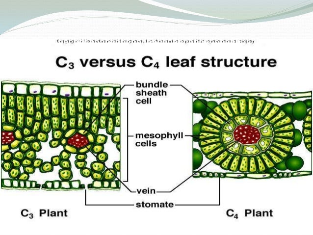 Development of c4 rice