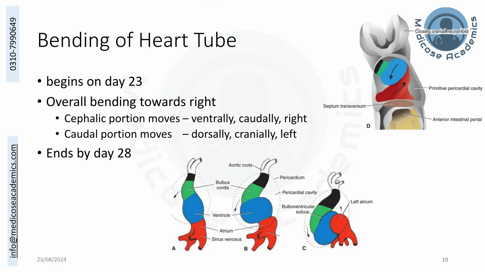 Development of Cardiovascular System.pdf