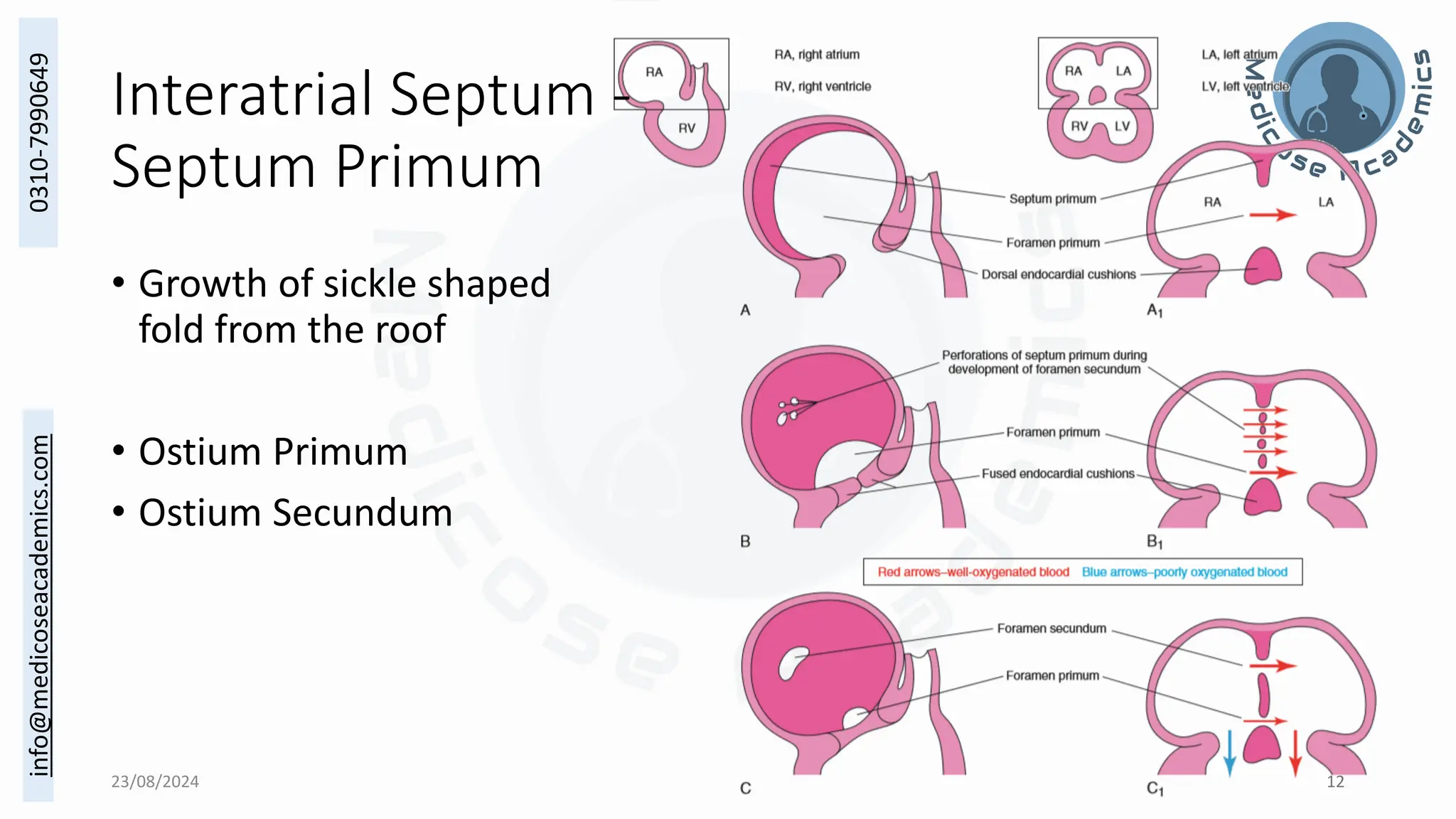 Development of Cardiovascular System.pdf
