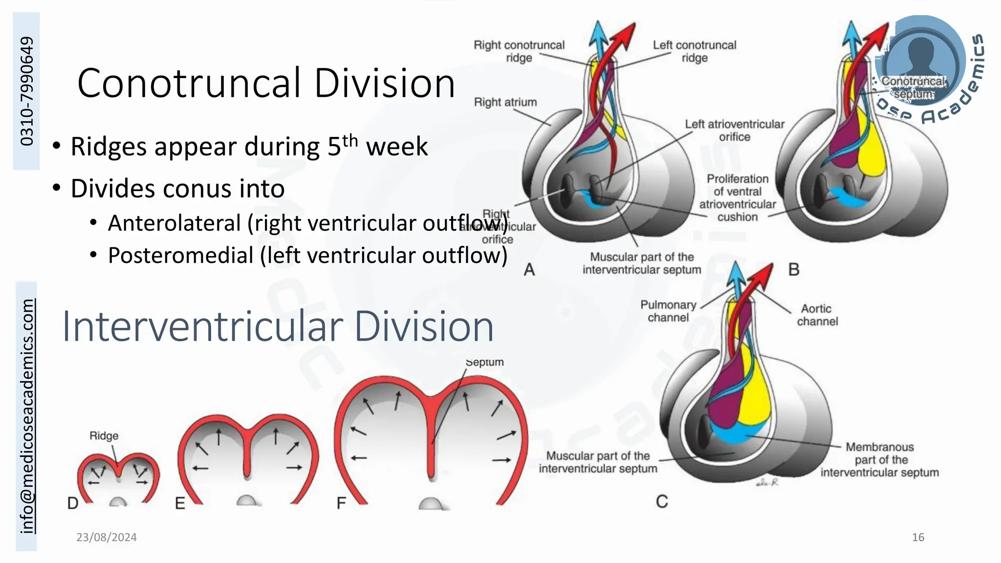 Development of Cardiovascular System.pdf