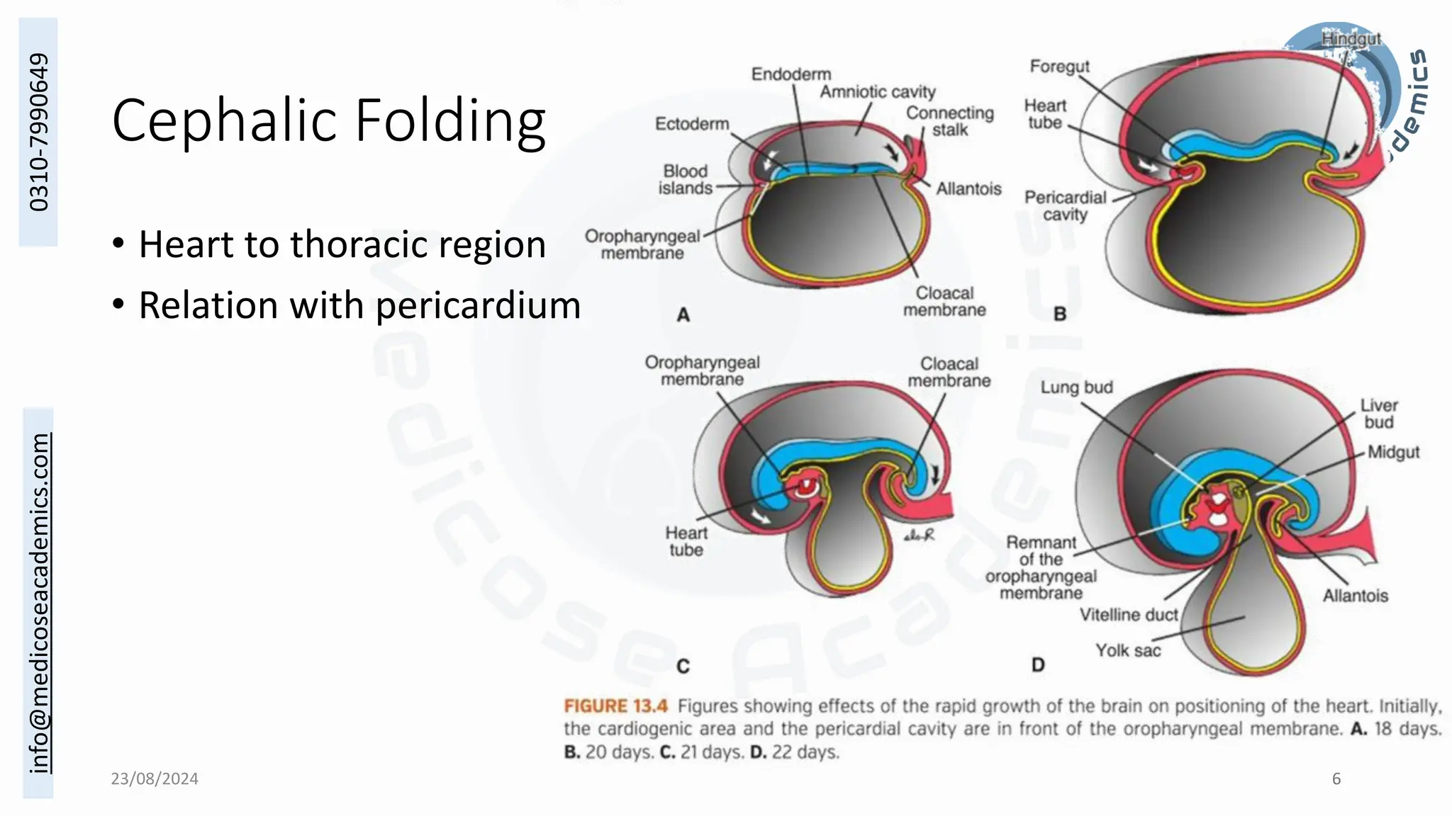 Development of Cardiovascular System.pdf