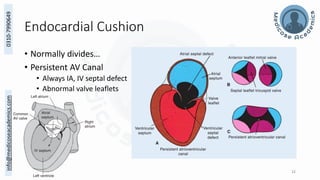 Development of Cardiovascular System.pdf