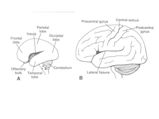 Development of cerebral hemispheres | PPTX