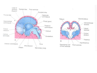 Development of cerebral hemispheres | PPTX
