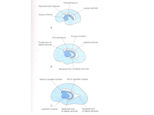 Development of cerebral hemispheres | PPTX
