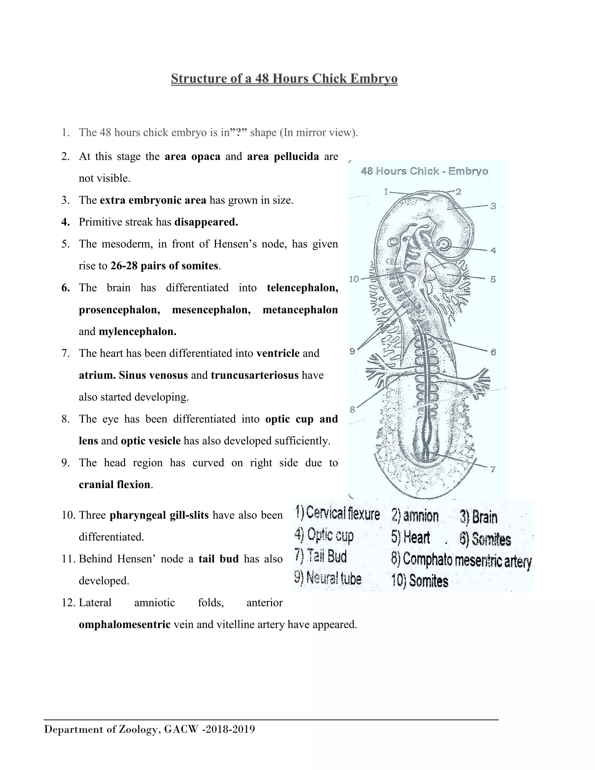 Development of chick | PDF