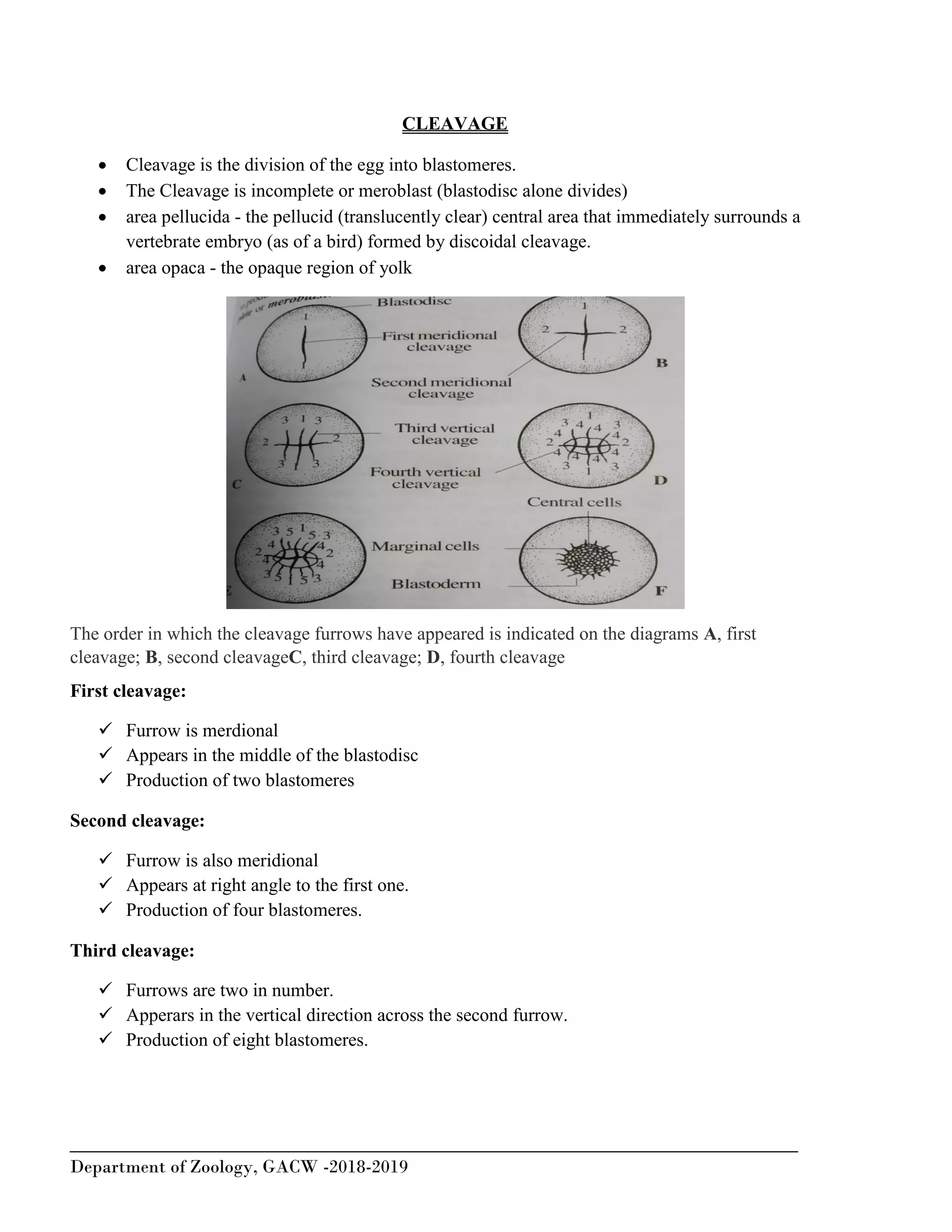 Development of chick | PDF