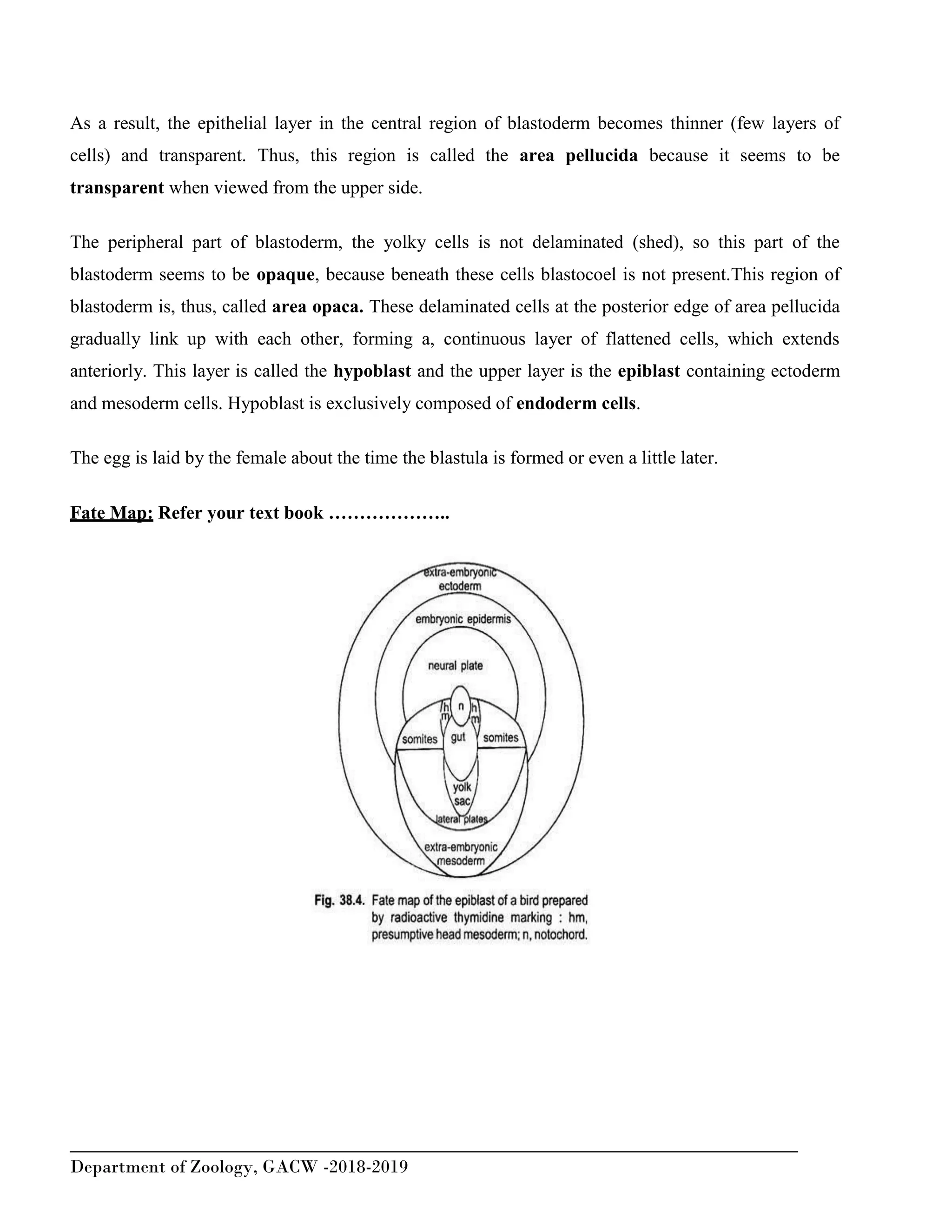 Development of chick | PDF