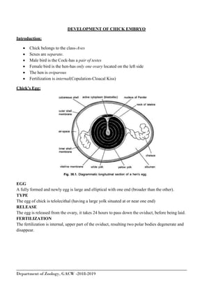 Development of chick | PDF