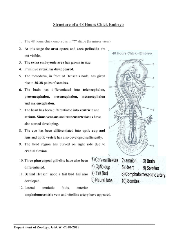 Development of chick | PDF