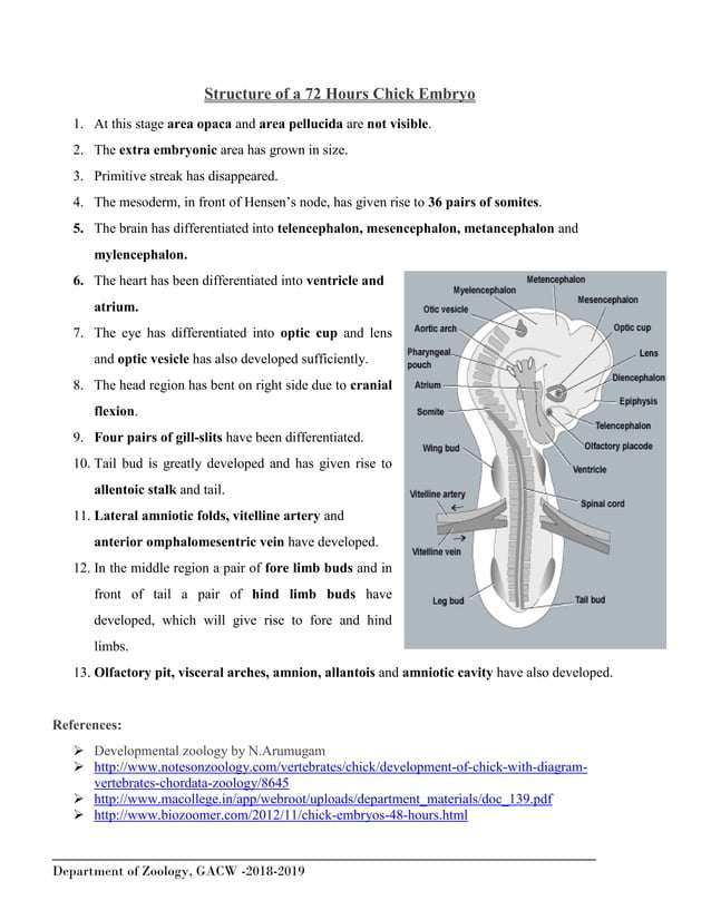 Development of chick | PDF