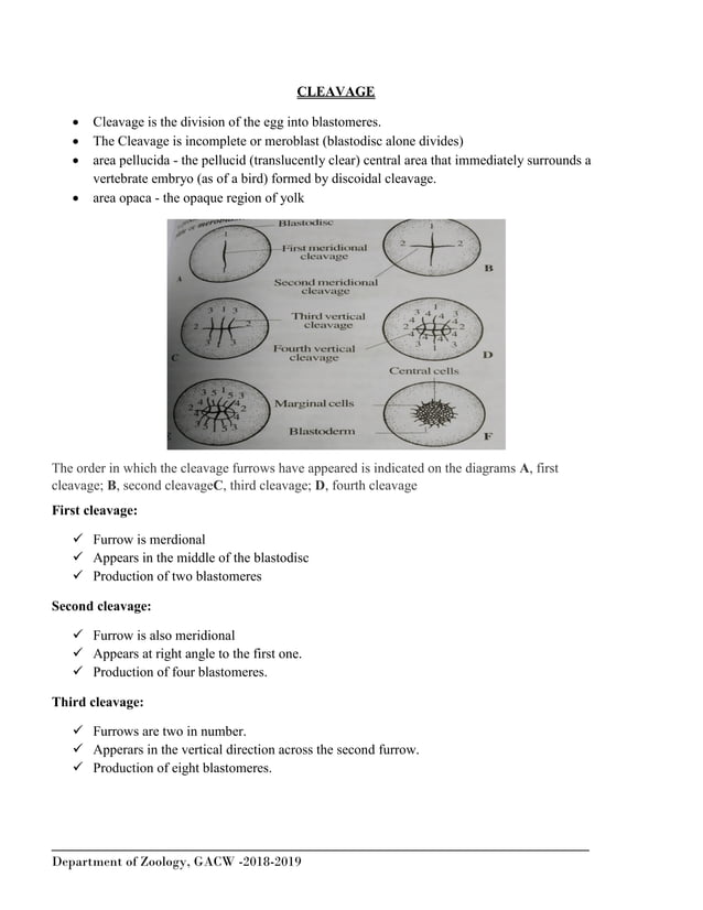 Development of chick | PDF