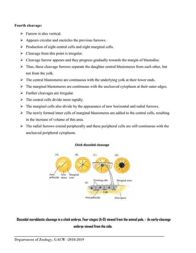 Development of chick | PDF