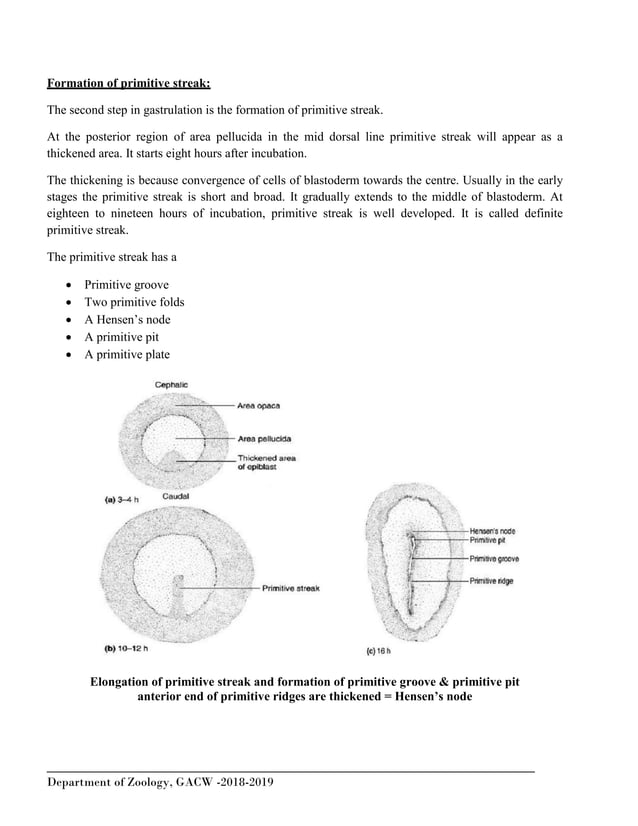 Development of chick | PDF