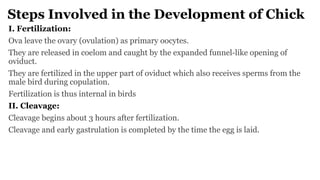 Development of chick | PPTX | Infertility | Reproductive Health