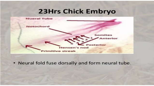 Development of chick | PPTX | Infertility | Reproductive Health