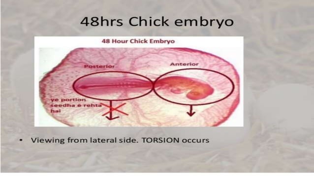 Development of chick | PPTX | Infertility | Reproductive Health