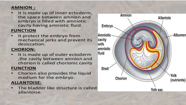 Development of chick | PPTX | Infertility | Reproductive Health