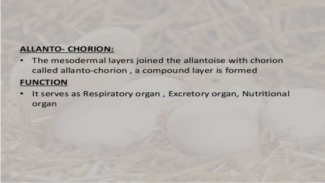 Development of chick | PPTX | Infertility | Reproductive Health