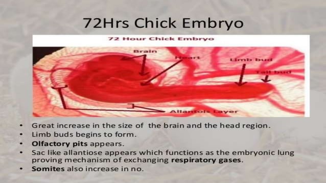 Development of chick | PPTX | Infertility | Reproductive Health