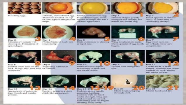 Development of chick | PPTX | Infertility | Reproductive Health