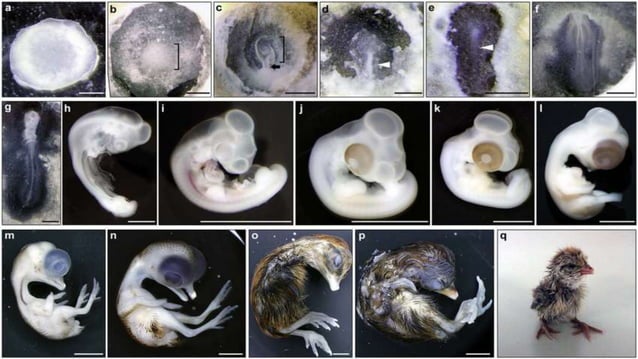 Development of chick | PPTX | Infertility | Reproductive Health