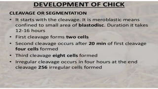 Development of chick | PPTX | Infertility | Reproductive Health