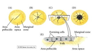 Development of chick | PPTX | Infertility | Reproductive Health