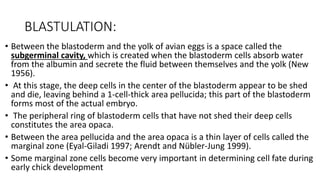 Development of chick | PPTX