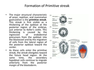 Development of chick | PPT