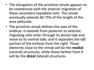 Development of chick | PPT