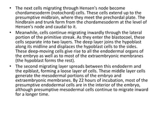 Development of chick | PPT